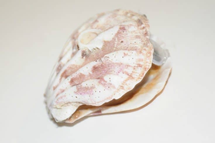 Easy Seashell Craft For Kids
