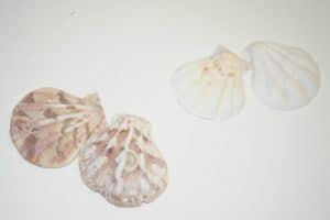 Easy Seashell Craft For Kids
