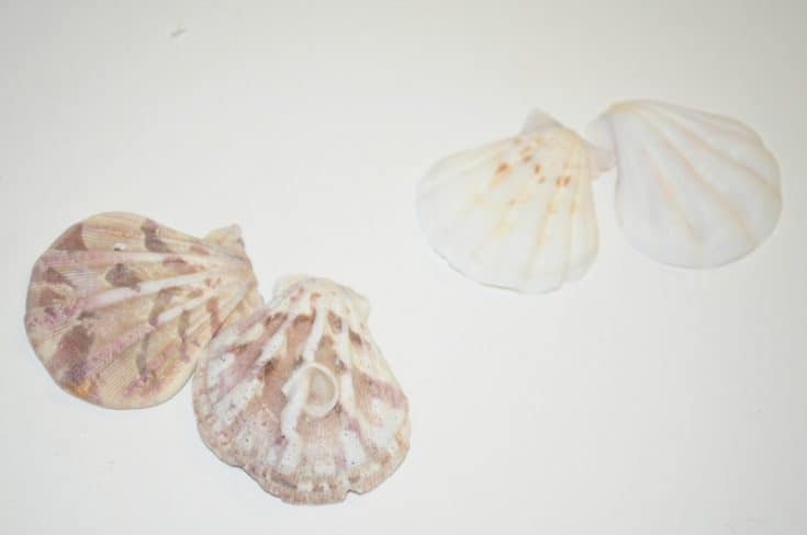 Easy Seashell Craft For Kids