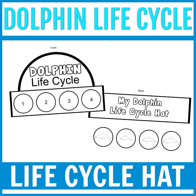 Life Cycle of Dolphin Craft